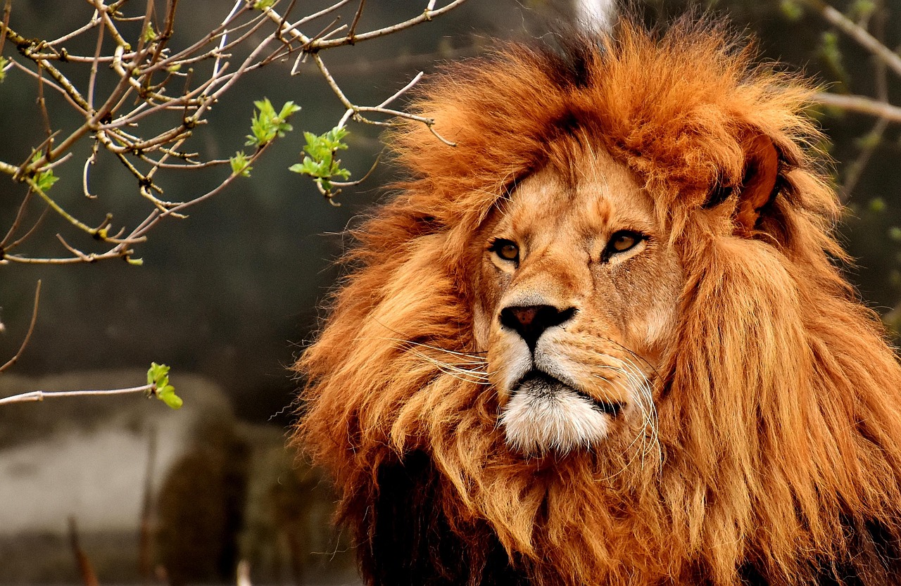 What Is MoneyLion? What You Need to Know in 2026