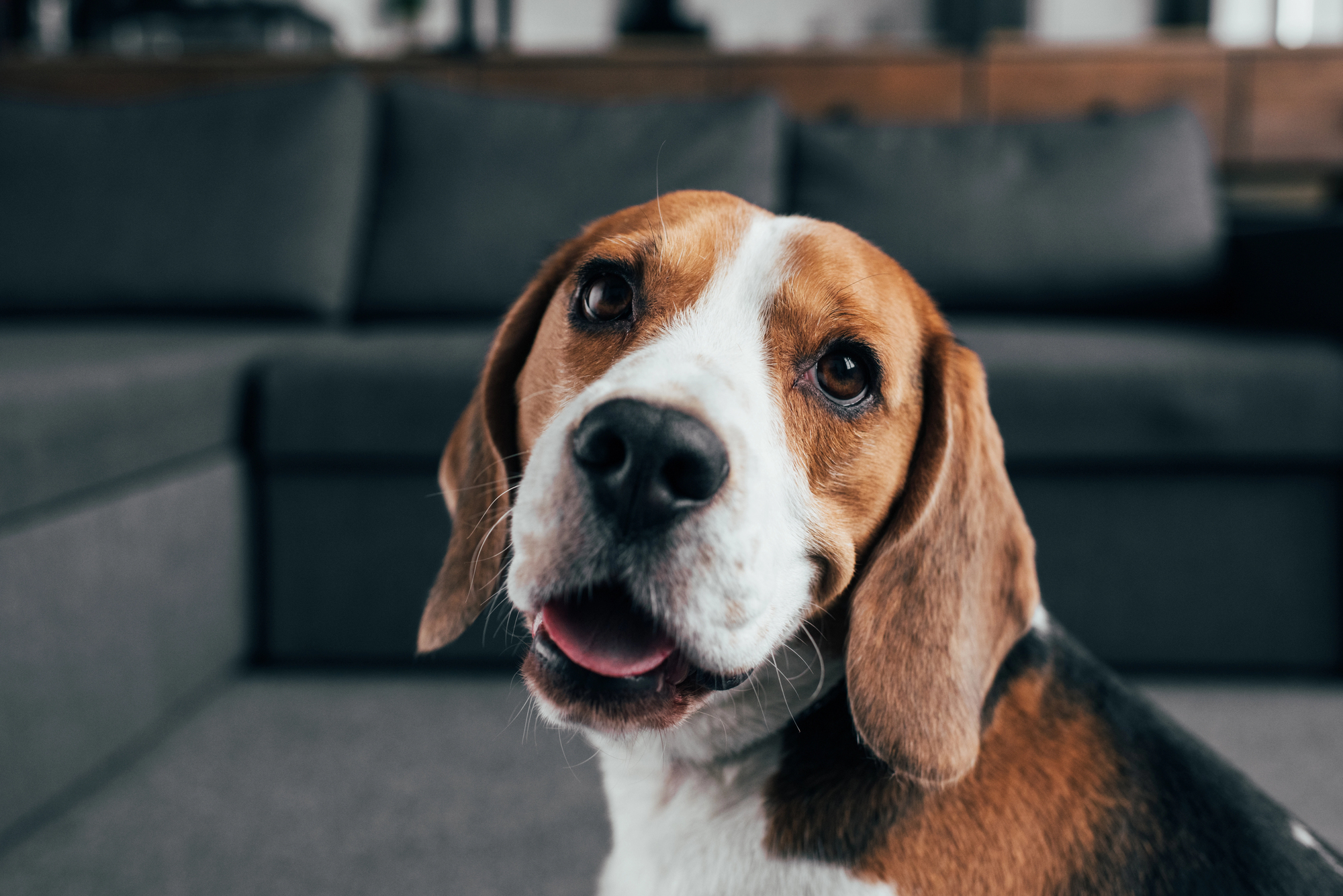 Beagle IRA: 2026 Review